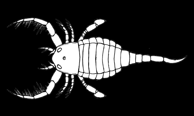 Fossile Di Scorpione Marino Gigante Fauna Paleozoica Immagini E
