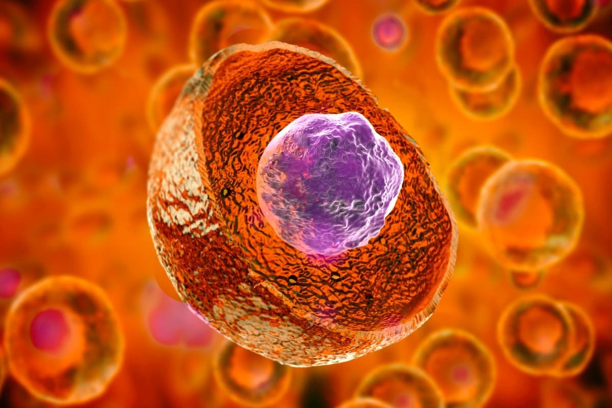 Cellule staminali "addestrate" a creare tessuti e organi: la medicina ...