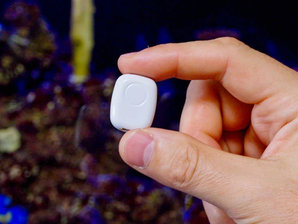 Shelly The Pill, ecco il gadget compatto ed economico che rende smart i ...